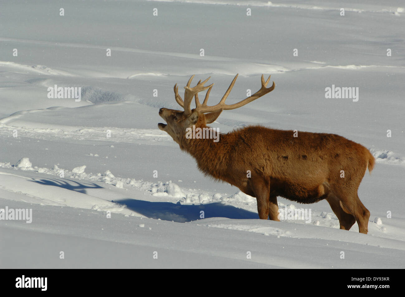 Rothirsch Geweih Geweih Cervid Cervus Elaphus Reh Hirsch Hirsch ...