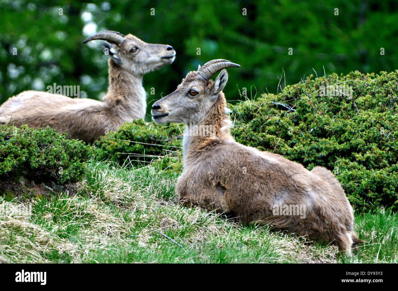 Steinbock Weiblich Stockfotos und -bilder Kaufen - Alamy