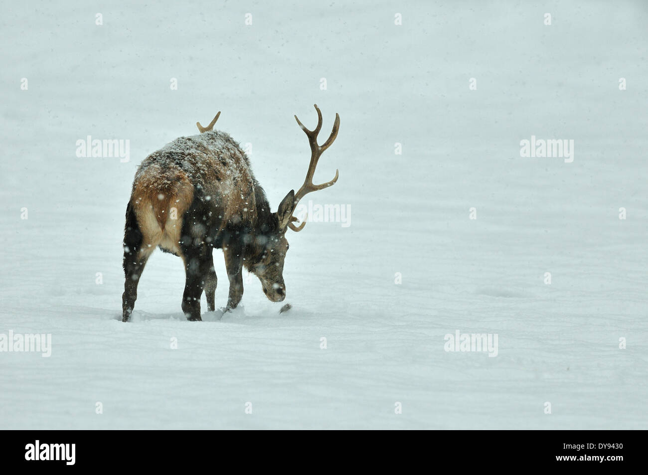Rothirsch Geweih Geweih Cervid Cervus Elaphus Reh Hirsch Hirsch ...