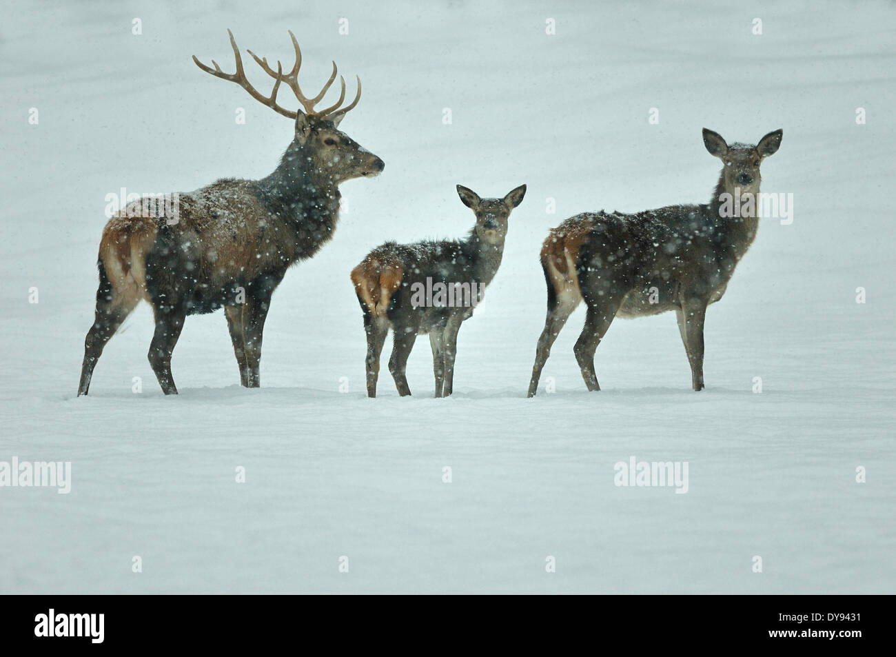 Tiere winter -Fotos und -Bildmaterial in hoher Auflösung – Alamy