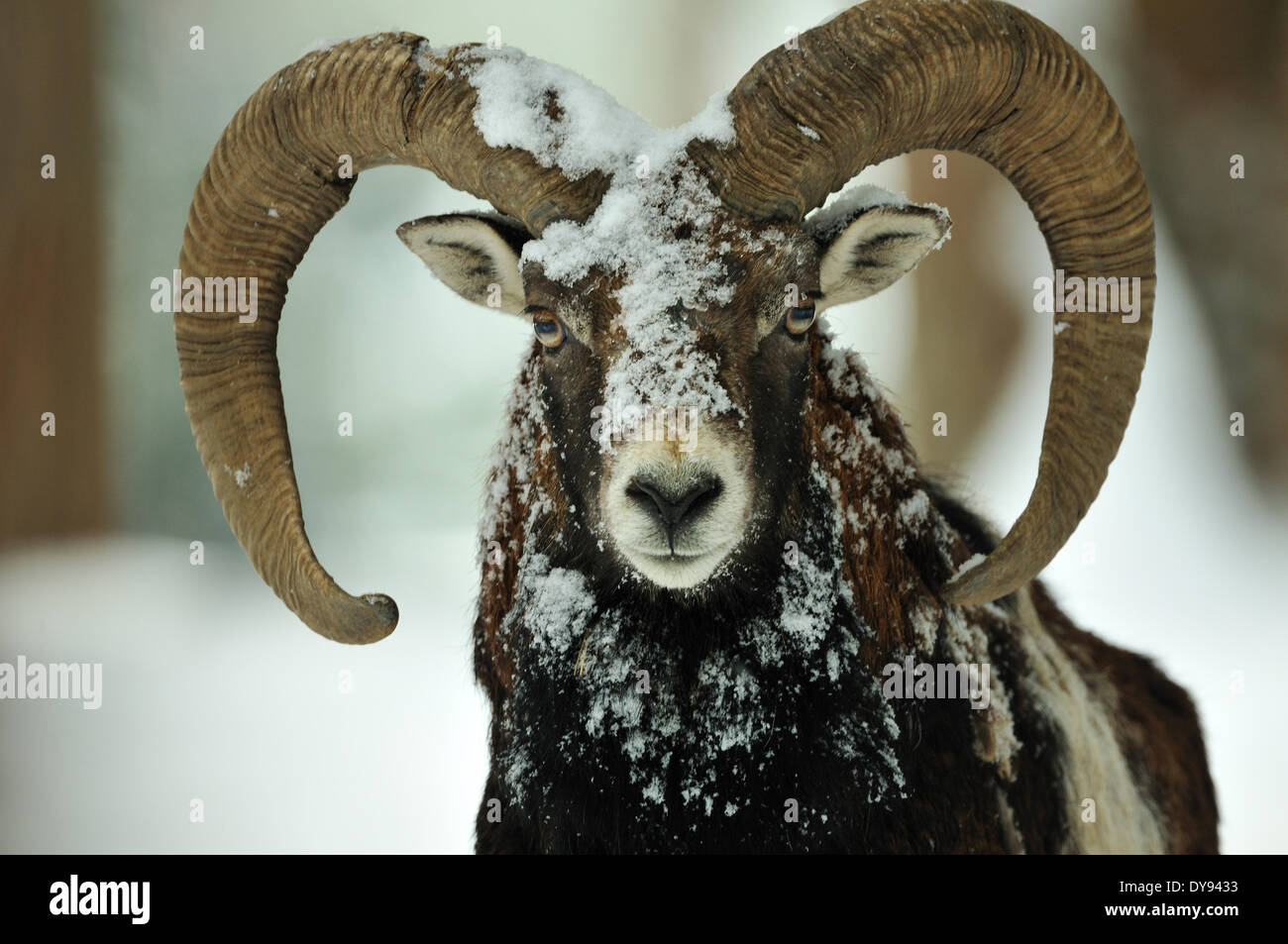 Eine wilde bergziege -Fotos und -Bildmaterial in hoher Auflösung – Alamy