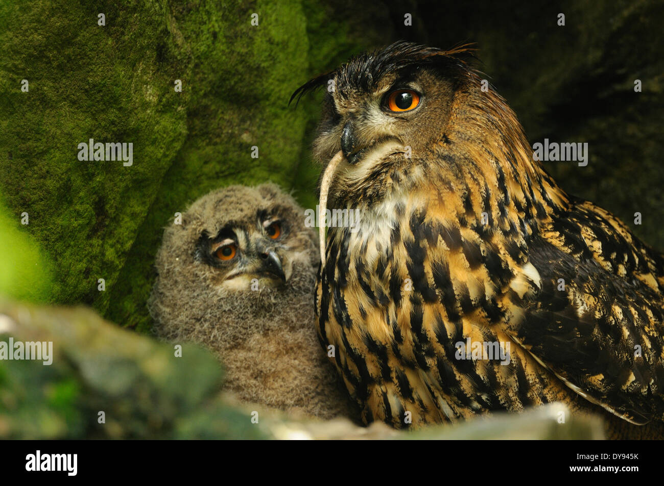 Jungvogel Germany Stockfotos und -bilder Kaufen - Alamy