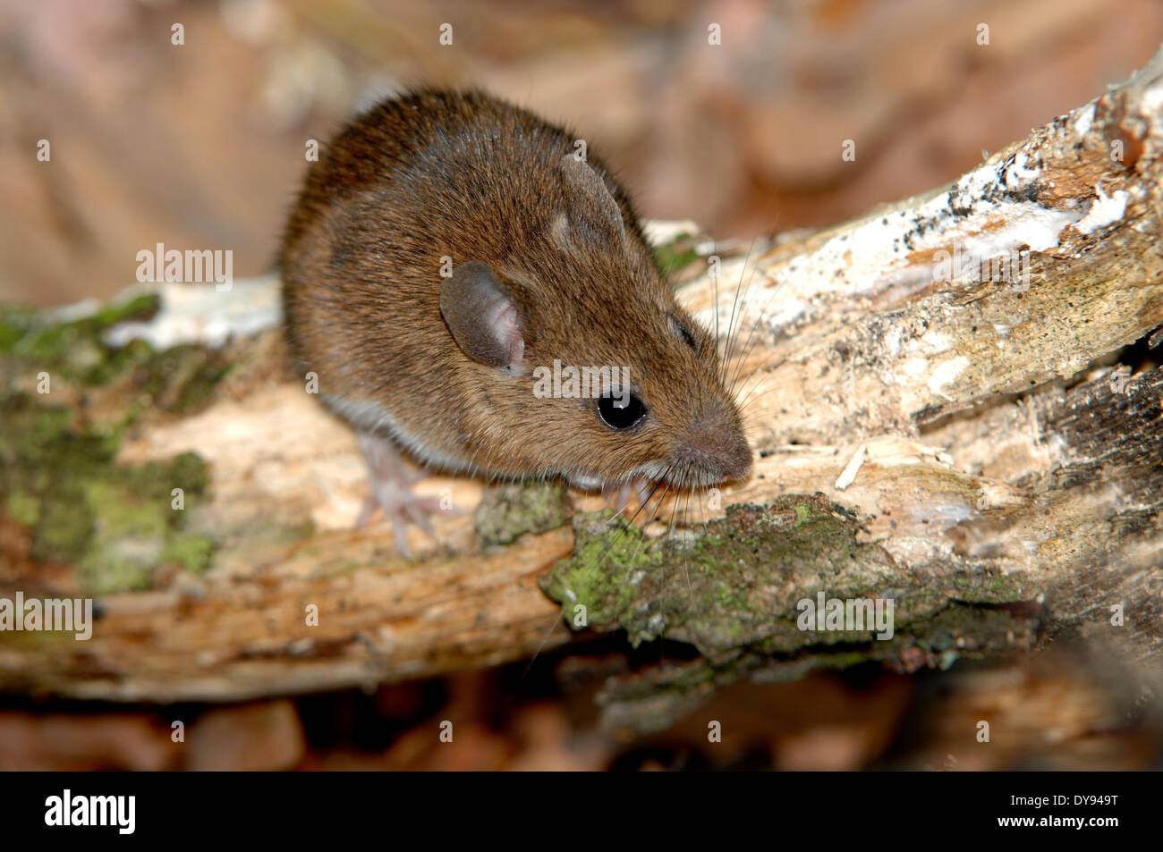 Hausmaus, Nagetier, Mäuse, Mus Musculus, kleine, Maus, Tier, Tiere ...