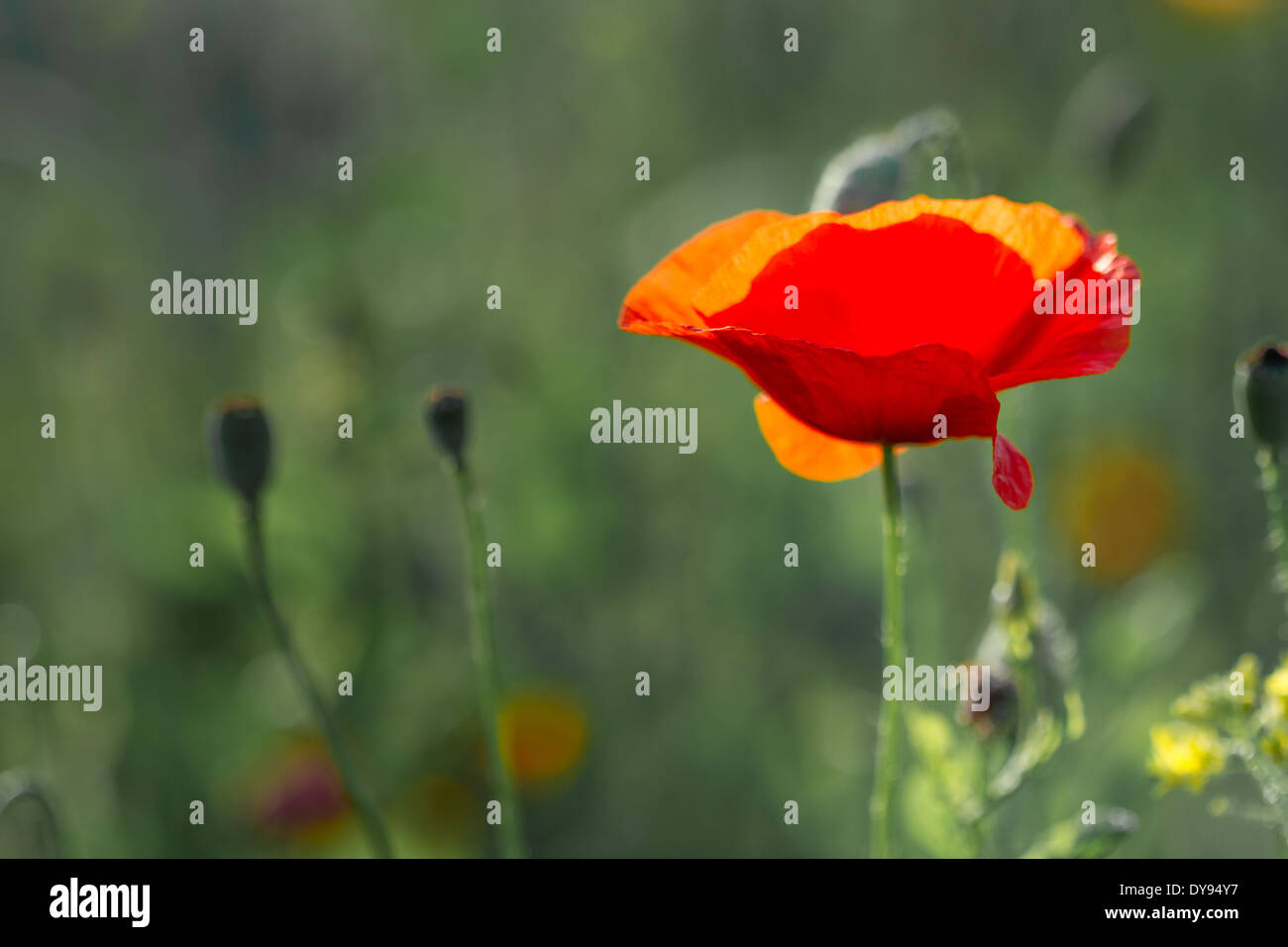 Grüne wiese, roter mohn -Fotos und -Bildmaterial in hoher Auflösung – Alamy
