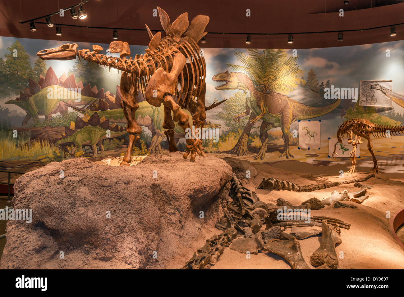 Haplocanthosaurus, Skelett gegossen, Jurassic Hall of Utah Bereich ...