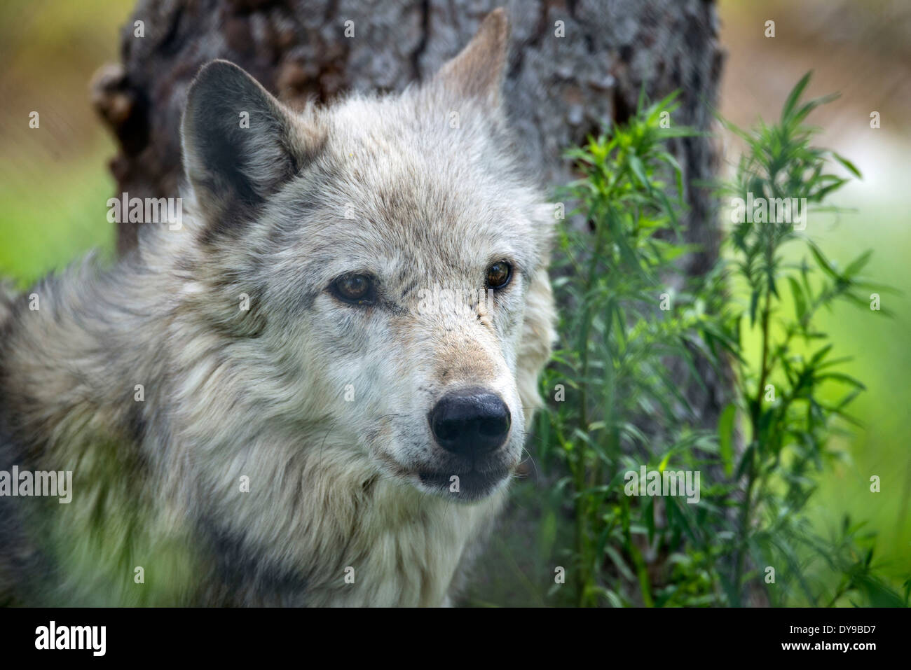 Grau wolf -Fotos und -Bildmaterial in hoher Auflösung – Alamy