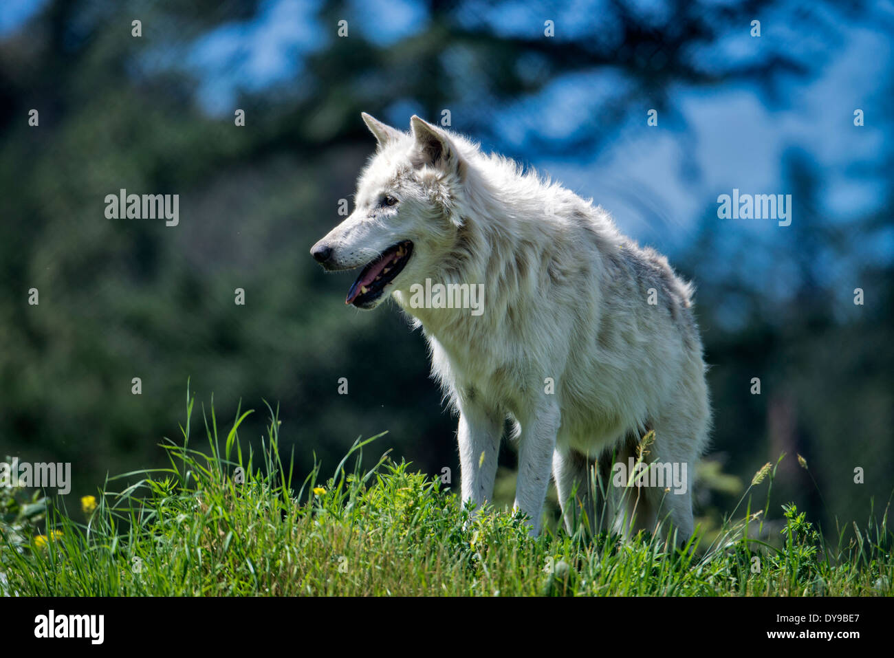Grau wolf -Fotos und -Bildmaterial in hoher Auflösung – Alamy