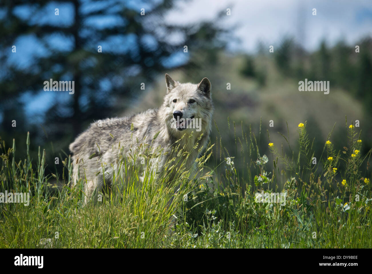 Gray wolf canis lupus -Fotos und -Bildmaterial in hoher Auflösung – Alamy