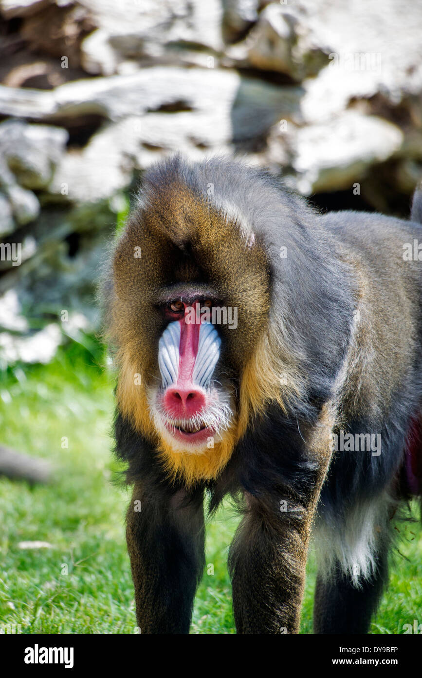 Mandrill affe -Fotos und -Bildmaterial in hoher Auflösung – Alamy