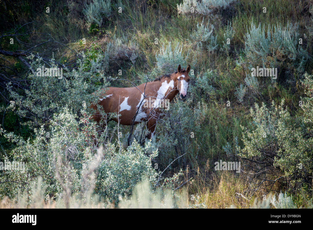 Amerika wild -Fotos und -Bildmaterial in hoher Auflösung – Alamy