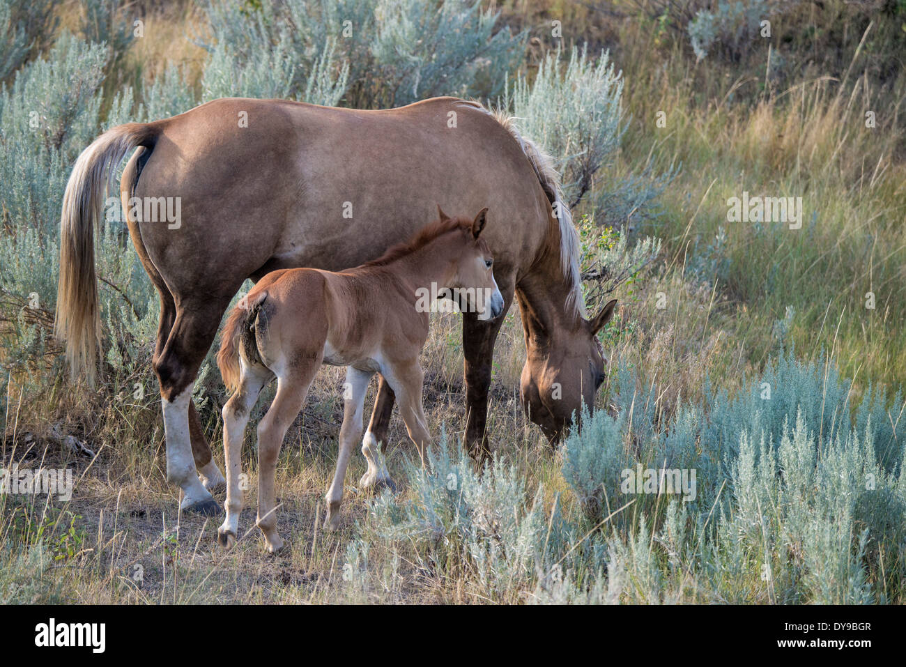 Amerika wild -Fotos und -Bildmaterial in hoher Auflösung – Alamy