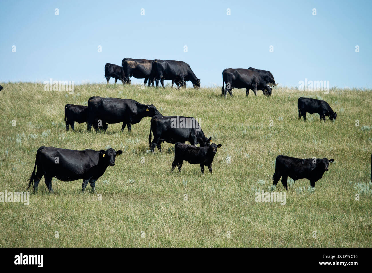 Black angus cattle -Fotos und -Bildmaterial in hoher Auflösung – Alamy