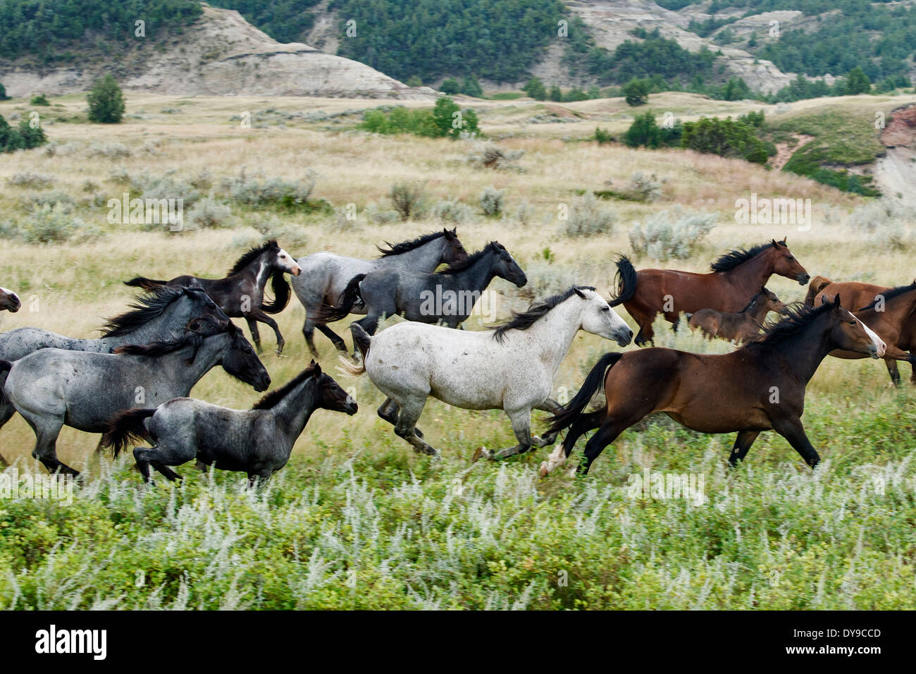 Wildpferd, Theodore Roosevelt Nationalpark, North Dakota, USA, USA ...