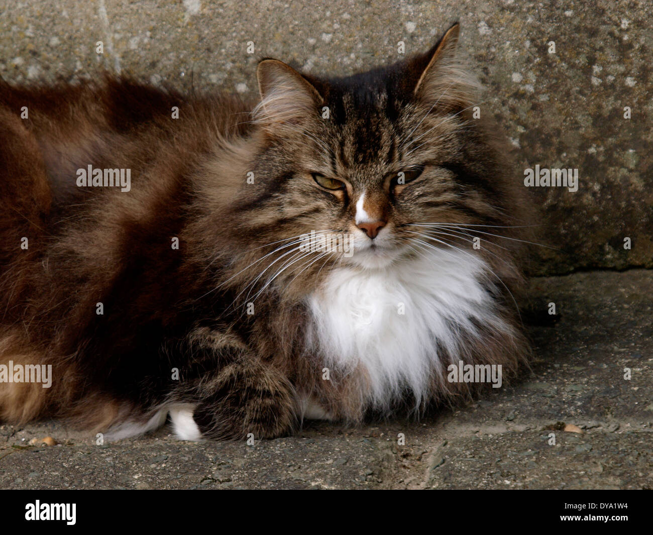 Flauschige Schildpatt Katze, UK Stockfotografie - Alamy