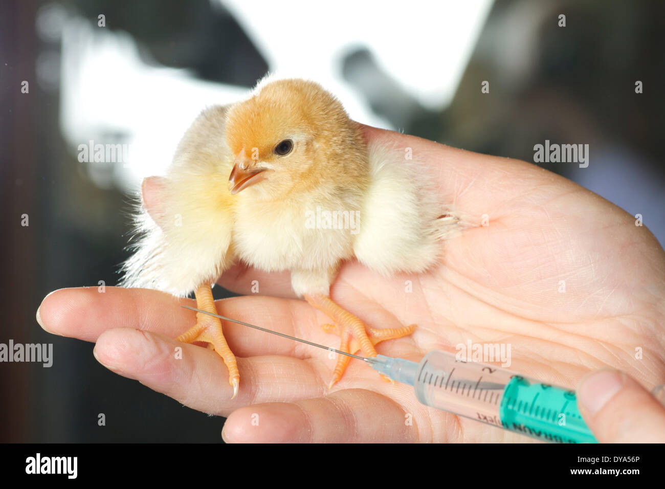 Huhn Küken Küken Halten Tiere Vieh Zucht Junge Hühner Veterinärmedizin