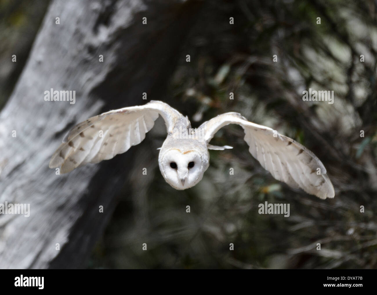 Australische schleiereulen -Fotos und -Bildmaterial in hoher Auflösung – Alamy
