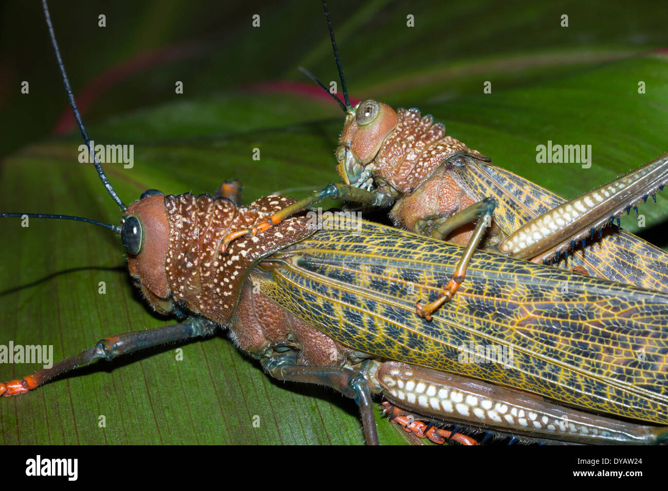 Grillen insekt -Fotos und -Bildmaterial in hoher Auflösung – Alamy