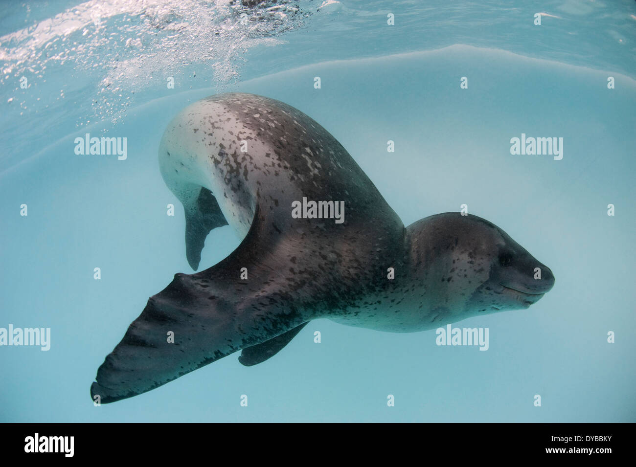Sea leopard -Fotos und -Bildmaterial in hoher Auflösung – Alamy