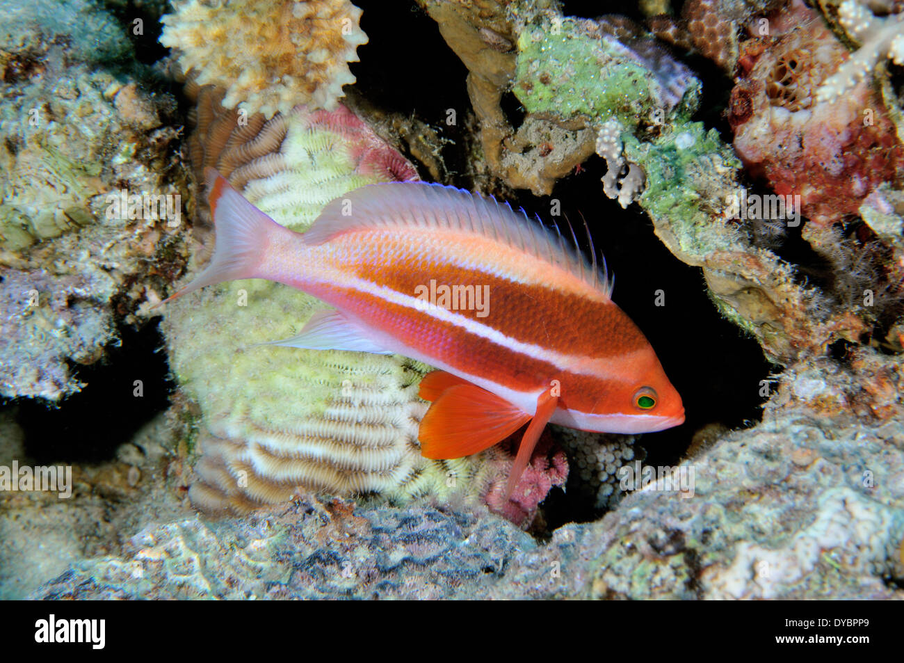 Rotes meer anthias -Fotos und -Bildmaterial in hoher Auflösung – Alamy