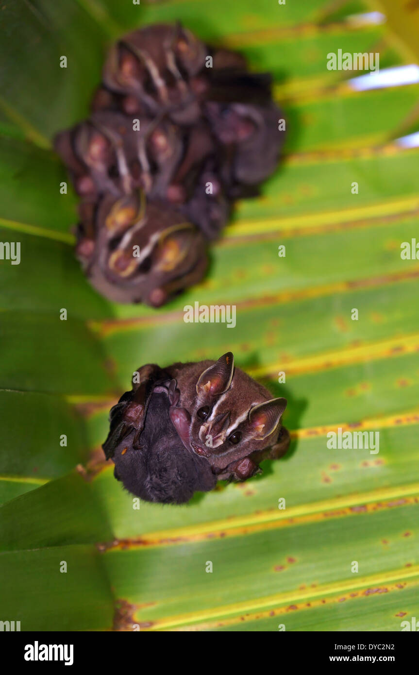 Fledermaus Mit Baby Stockfotos und -bilder Kaufen - Alamy