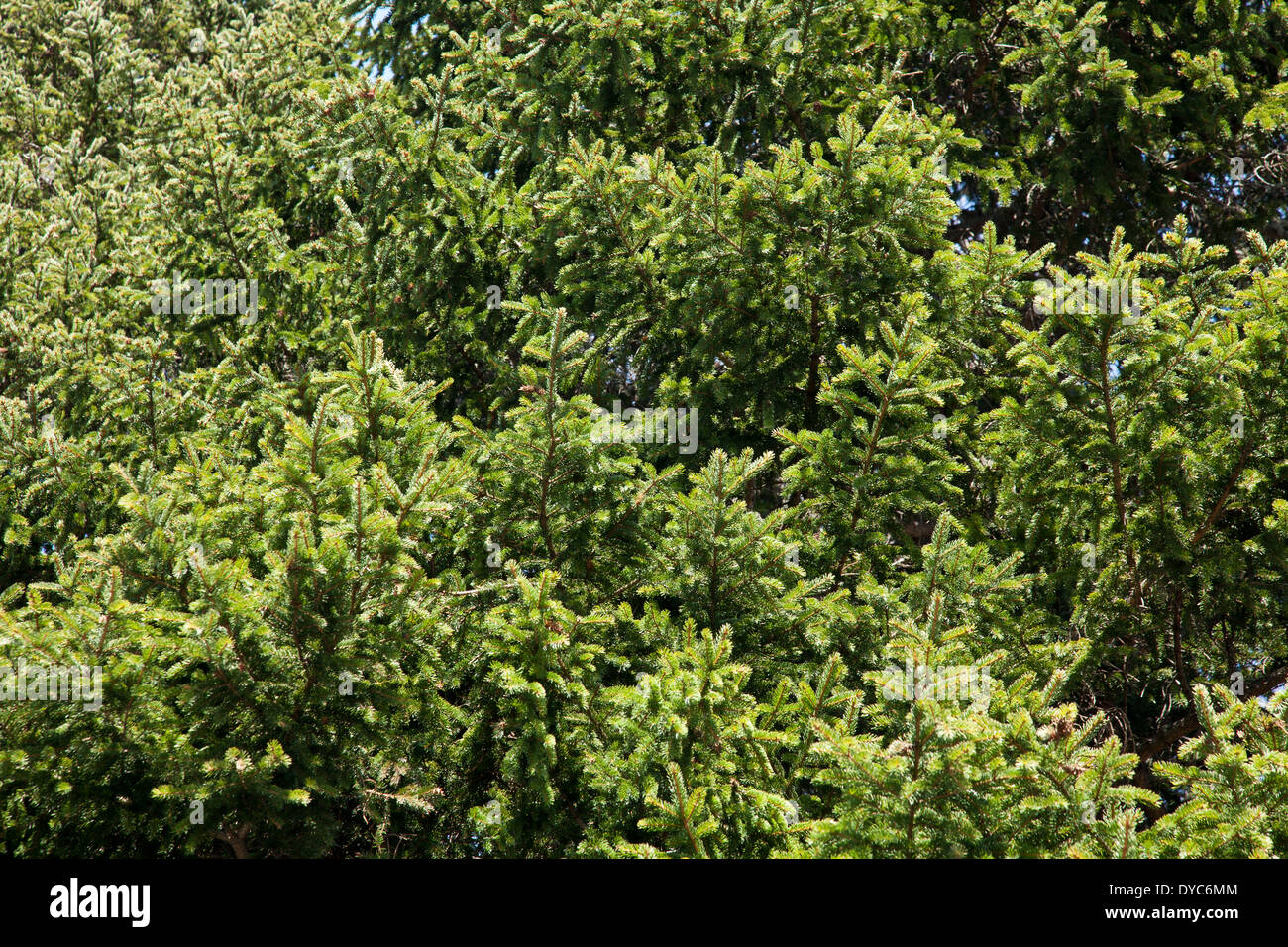 Alpiner baum -Fotos und -Bildmaterial in hoher Auflösung – Alamy