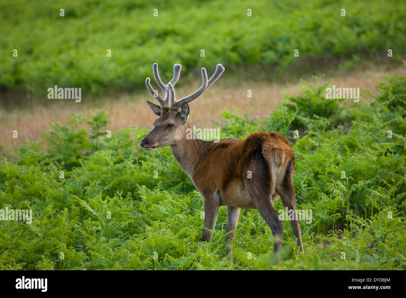 Geweih auf hirsch -Fotos und -Bildmaterial in hoher Auflösung – Alamy