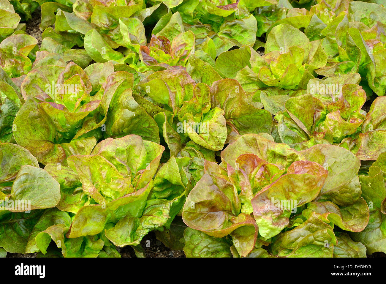 Batavia lettuce plant -Fotos und -Bildmaterial in hoher Auflösung – Alamy