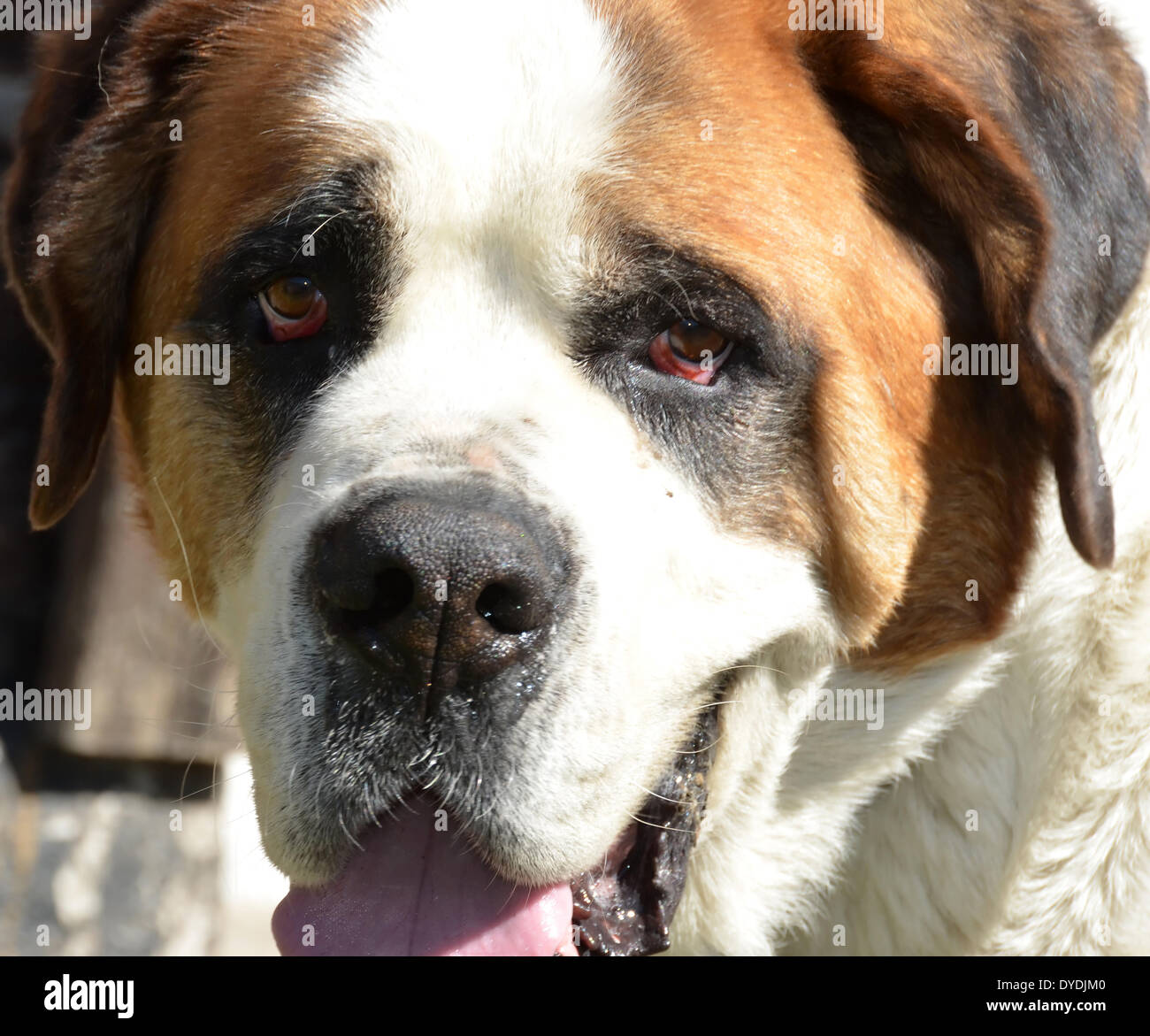 St bernard -Fotos und -Bildmaterial in hoher Auflösung – Alamy