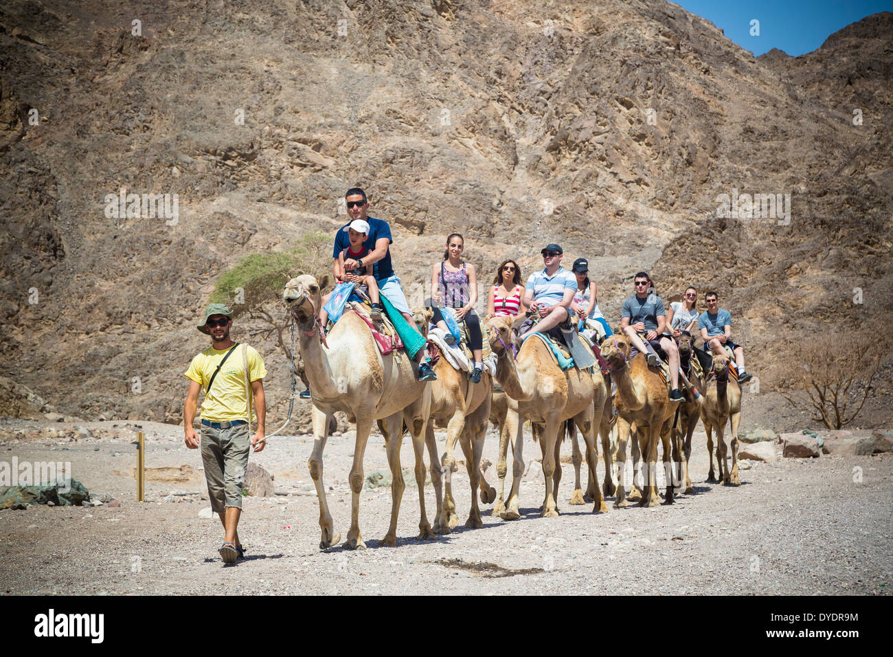 Israel camel -Fotos und -Bildmaterial in hoher Auflösung – Alamy