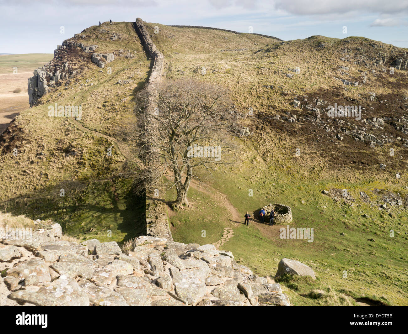 Sycamore gap robin hoods tree -Fotos und -Bildmaterial in hoher ...