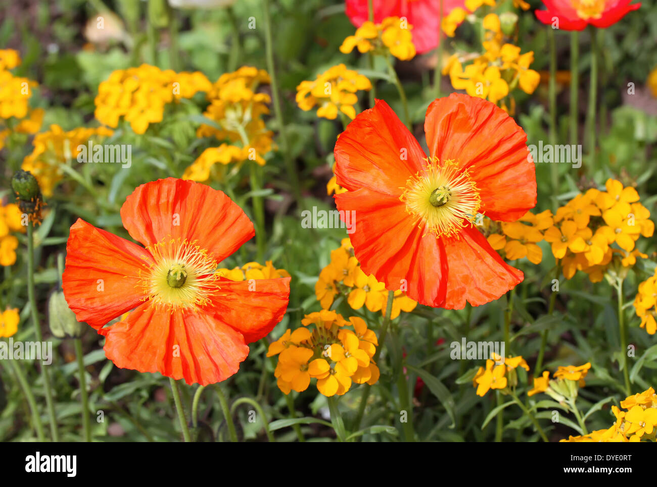Mohn blumen makro -Fotos und -Bildmaterial in hoher Auflösung - Seite 8 - Alamy