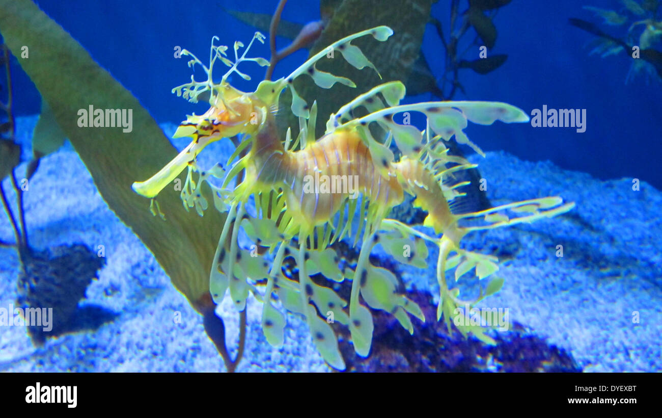 Leafy Fetzenfisch Phycodurus eques Stockfotografie - Alamy