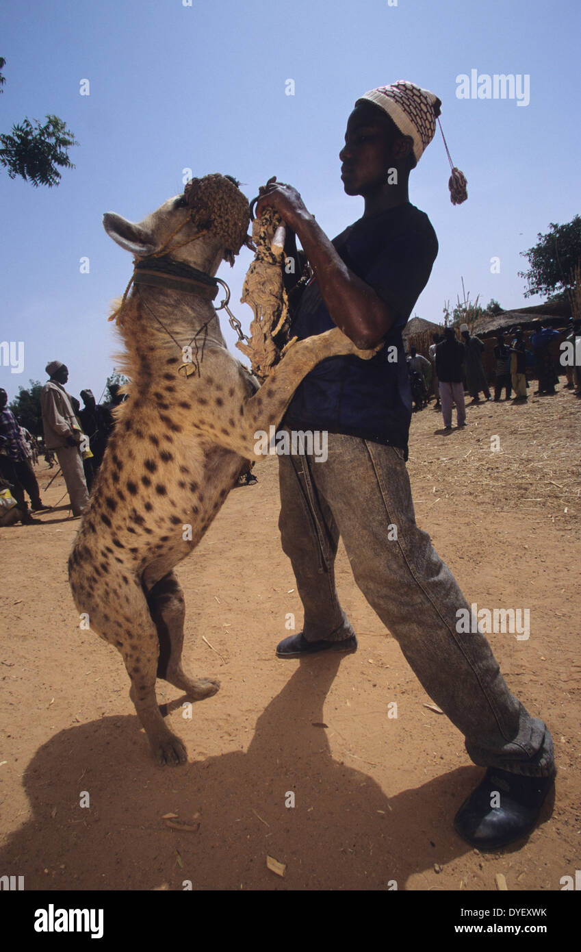 Hyena pet part animist circus -Fotos und -Bildmaterial in hoher ...