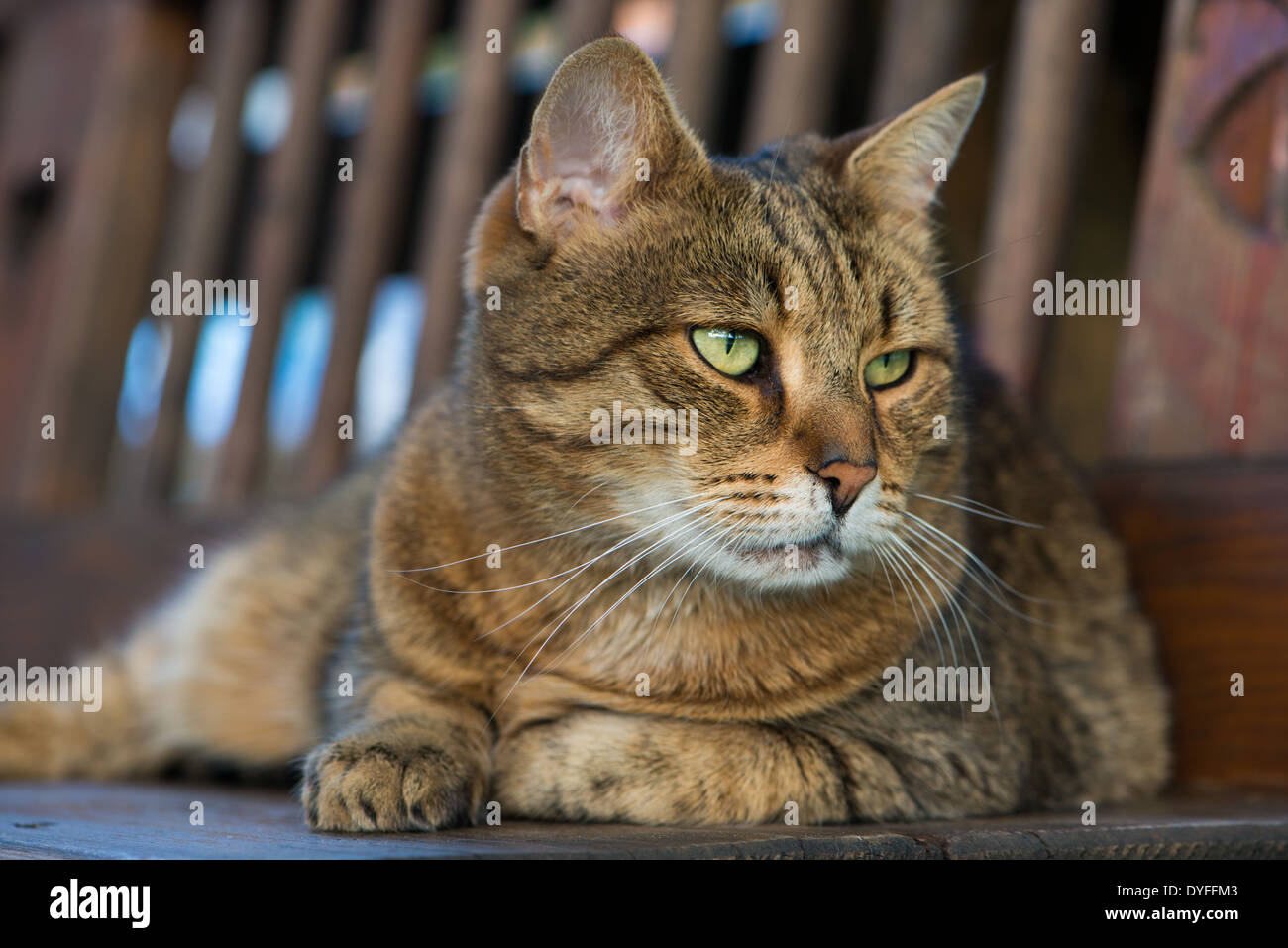 Braune getigerte katze -Fotos und -Bildmaterial in hoher Auflösung – Alamy