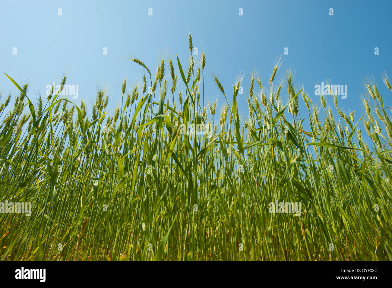 Weizen wachstum -Fotos und -Bildmaterial in hoher Auflösung – Alamy
