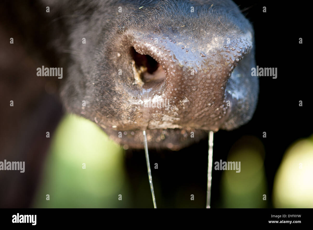 Angus stier -Fotos und -Bildmaterial in hoher Auflösung – Alamy