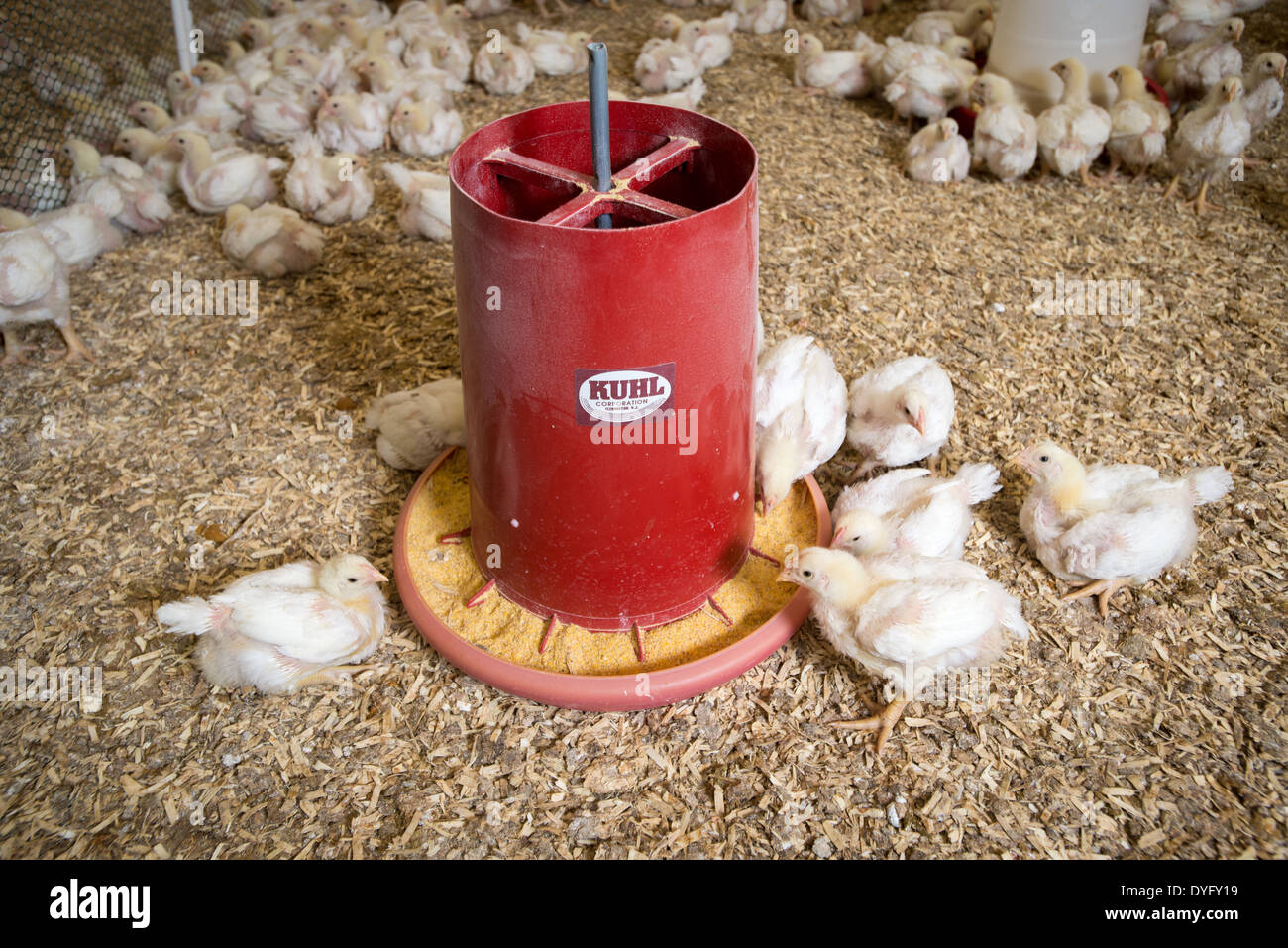 Baby chicks -Fotos und -Bildmaterial in hoher Auflösung – Alamy
