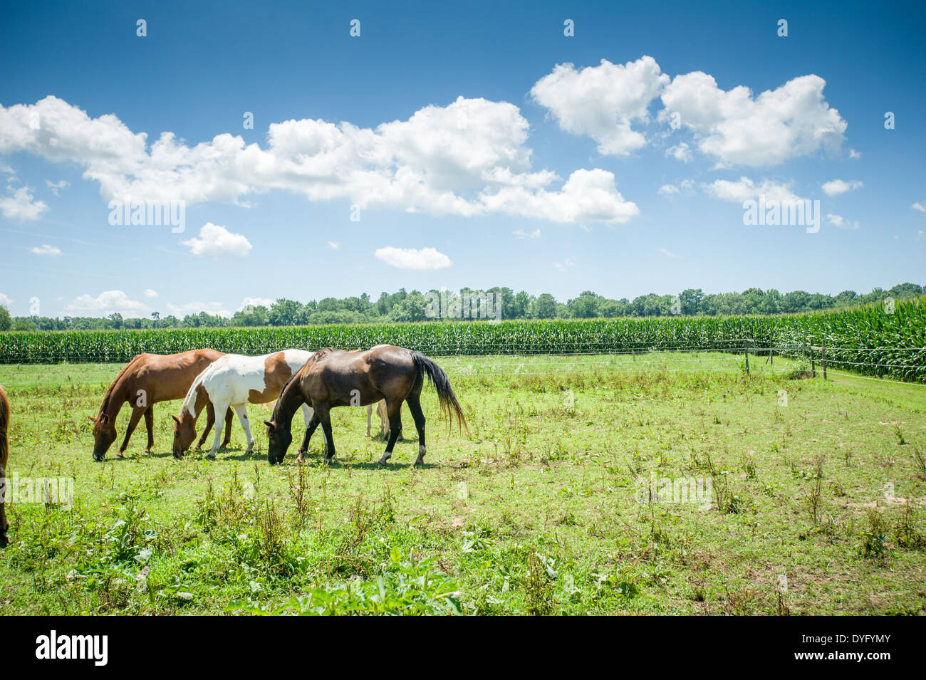 Nutztiere auf der weide -Fotos und -Bildmaterial in hoher Auflösung – Alamy
