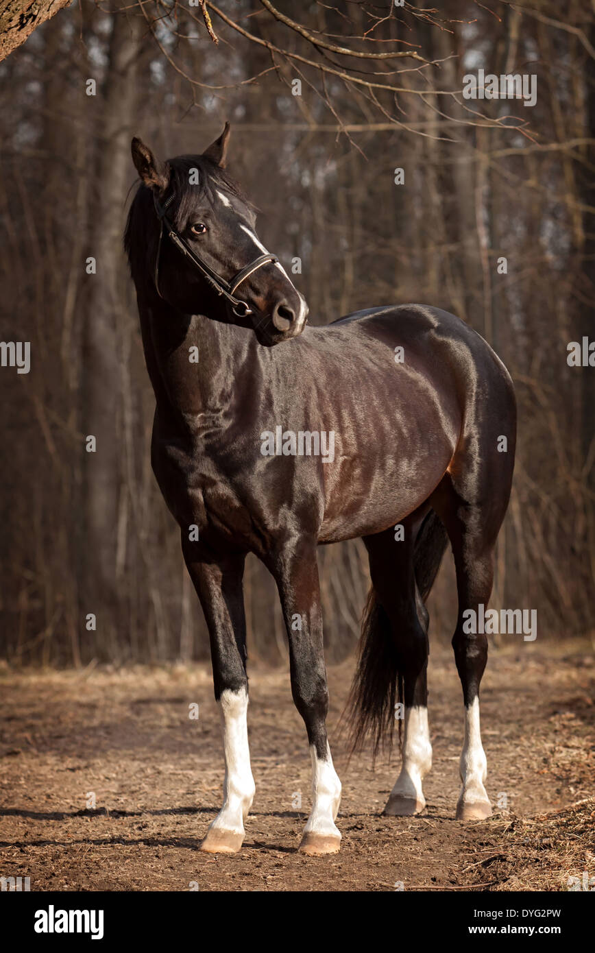 Trakehner portrait Stockfotos und -bilder Kaufen - Alamy