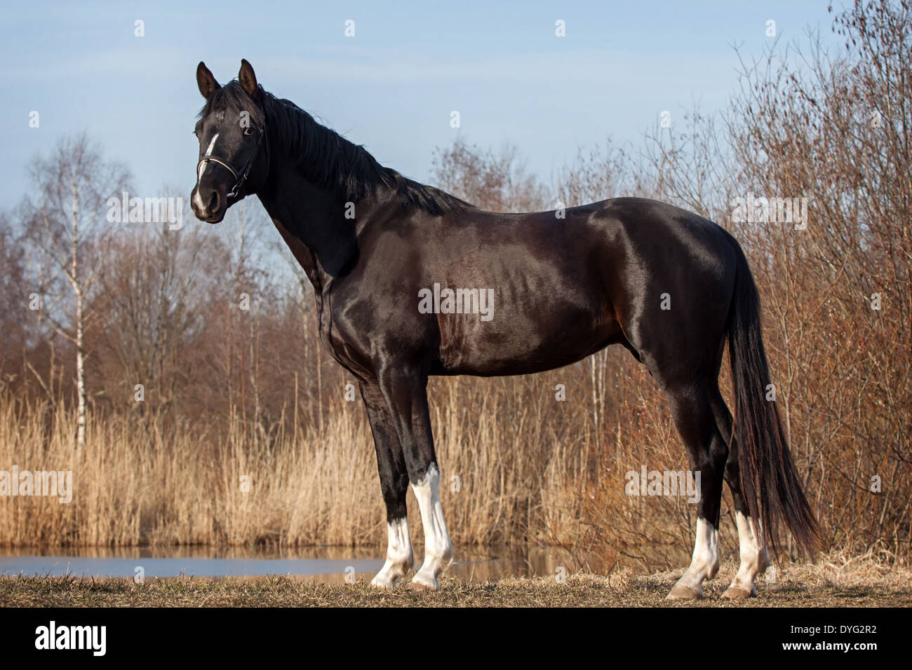 Trakehner portrait Stockfotos und -bilder Kaufen - Alamy