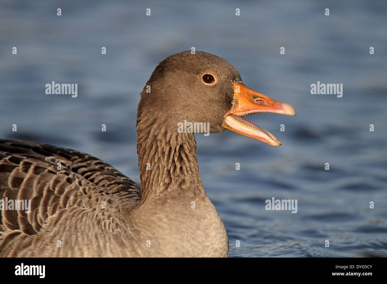 Schnabel zeigen -Fotos und -Bildmaterial in hoher Auflösung – Alamy