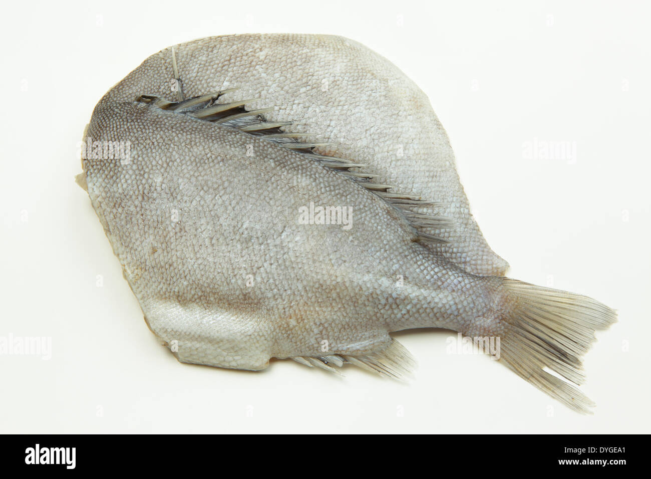 Japanischer boarfish -Fotos und -Bildmaterial in hoher Auflösung – Alamy