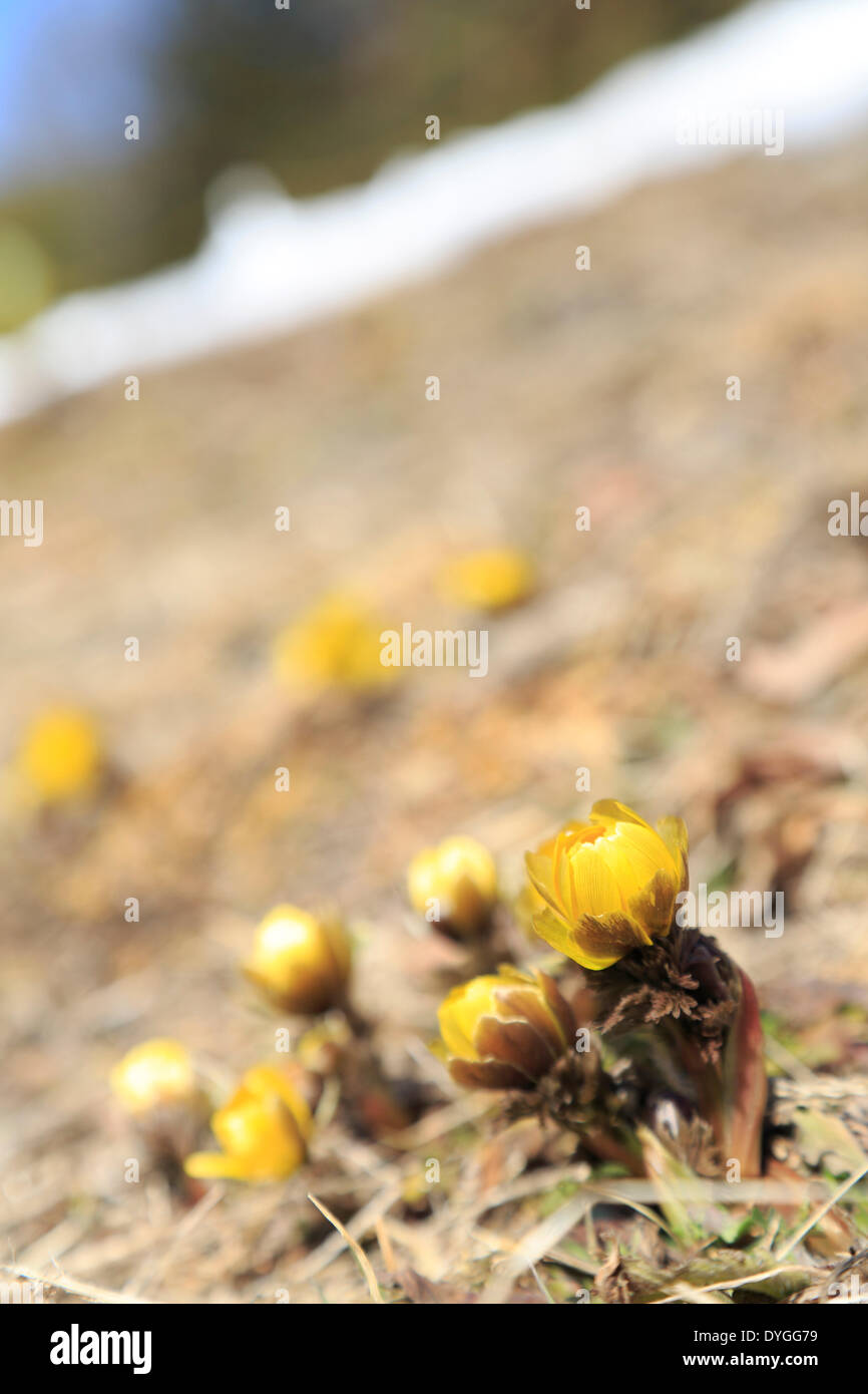Adonis adonis amurensis -Fotos und -Bildmaterial in hoher Auflösung – Alamy