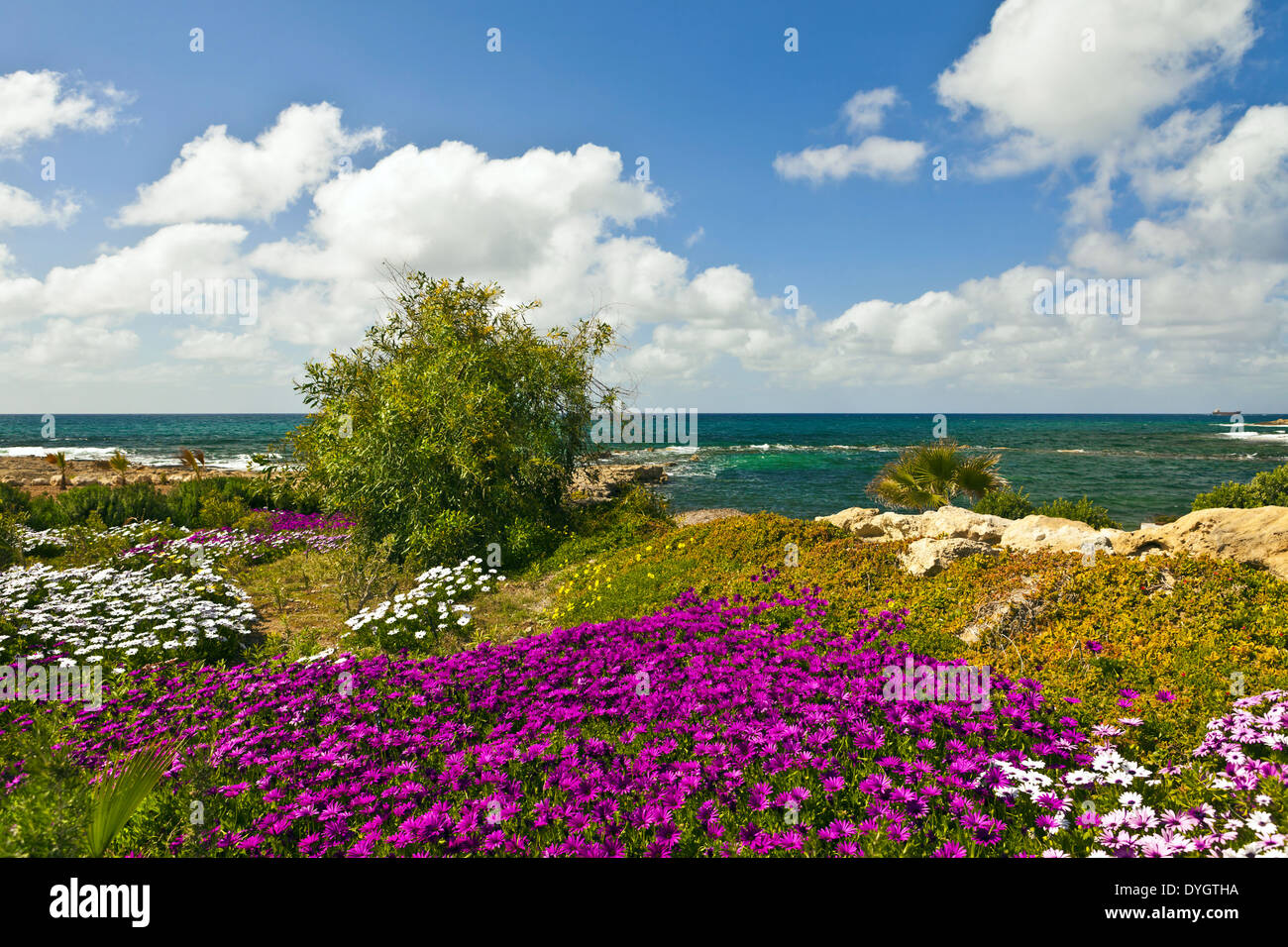 Lila blumen am strand -Fotos und -Bildmaterial in hoher Auflösung – Alamy
