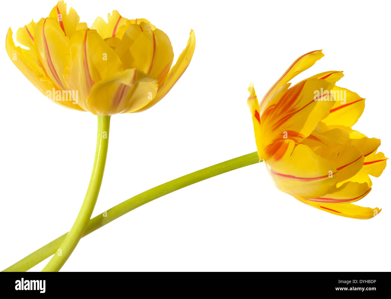 Rote tulpe mit gelben fransen -Fotos und -Bildmaterial in hoher Auflösung – Alamy