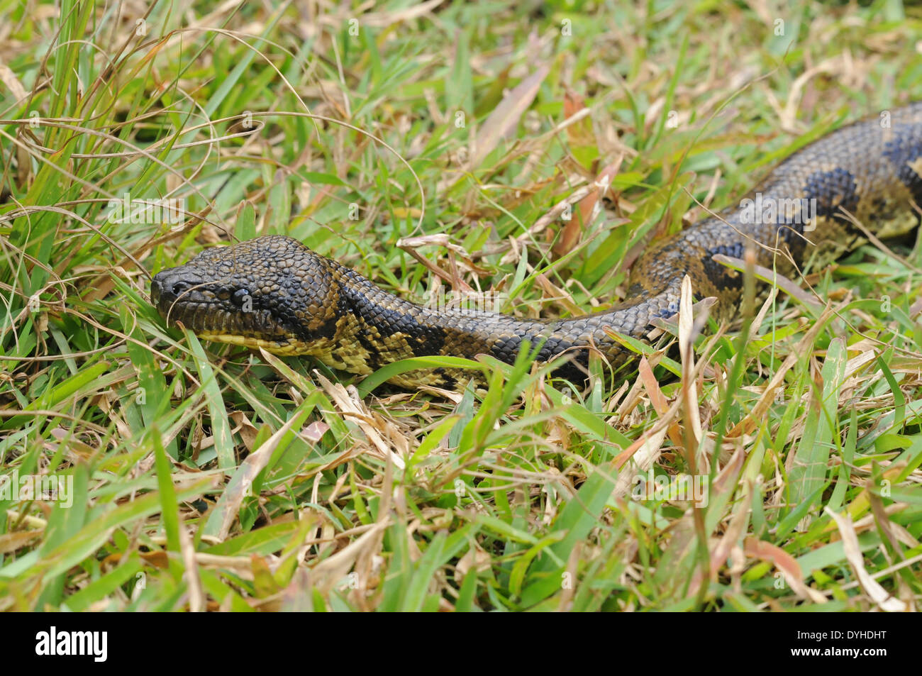 Madagaskar baum boa schlange -Fotos und -Bildmaterial in hoher ...