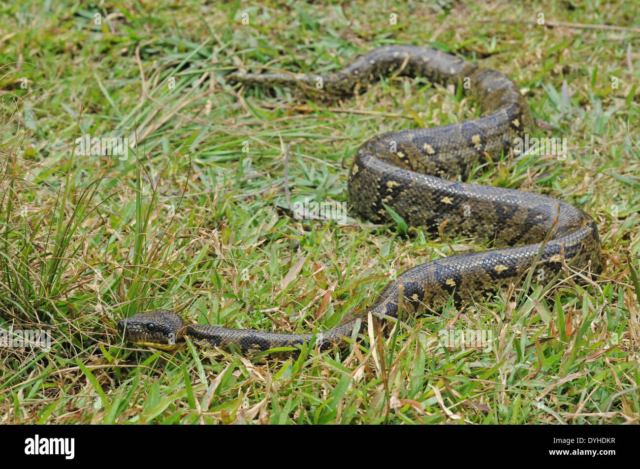 Madagaskar baum boa -Fotos und -Bildmaterial in hoher Auflösung – Alamy