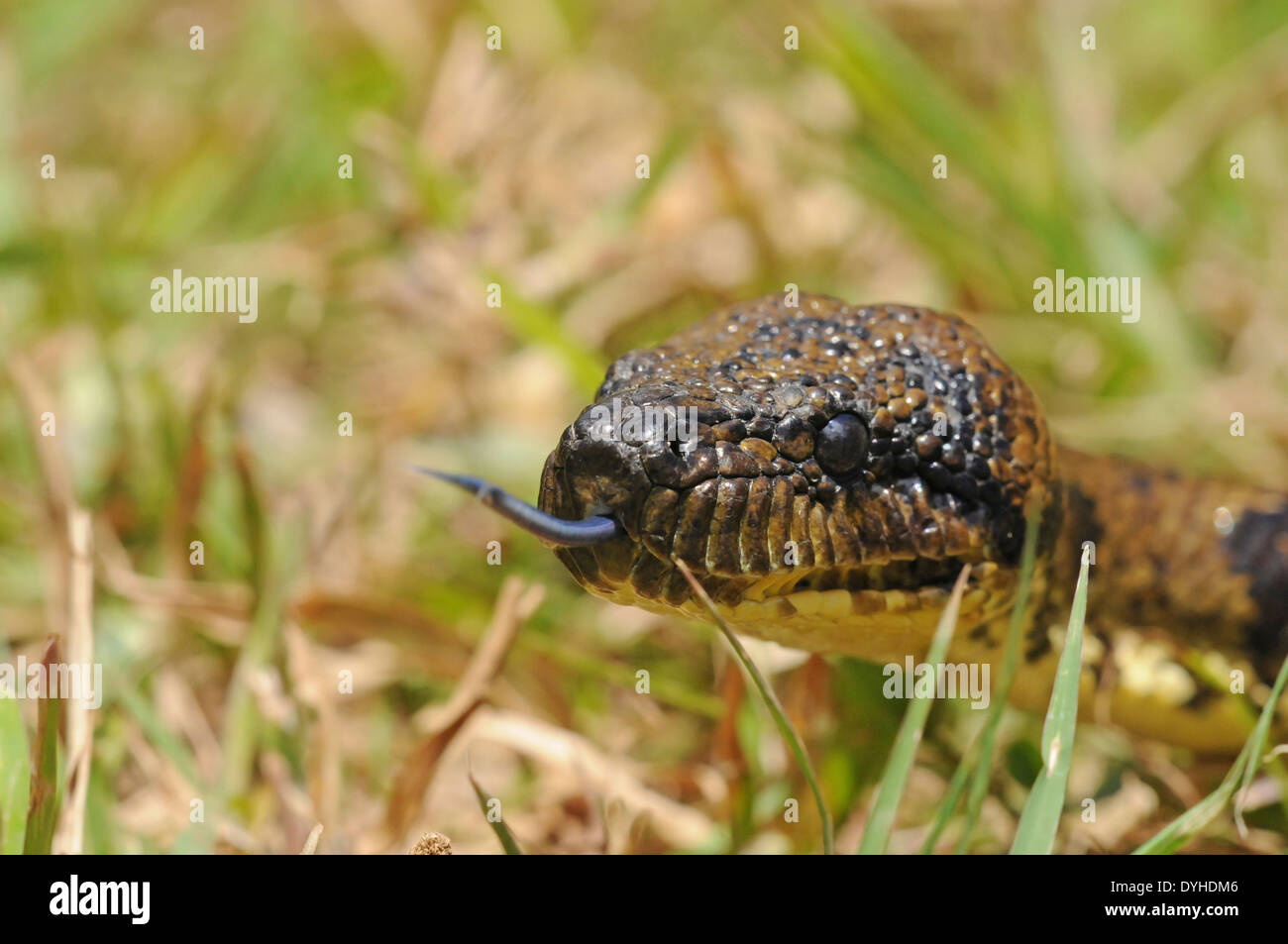 Madagaskar baum boa schlange -Fotos und -Bildmaterial in hoher ...