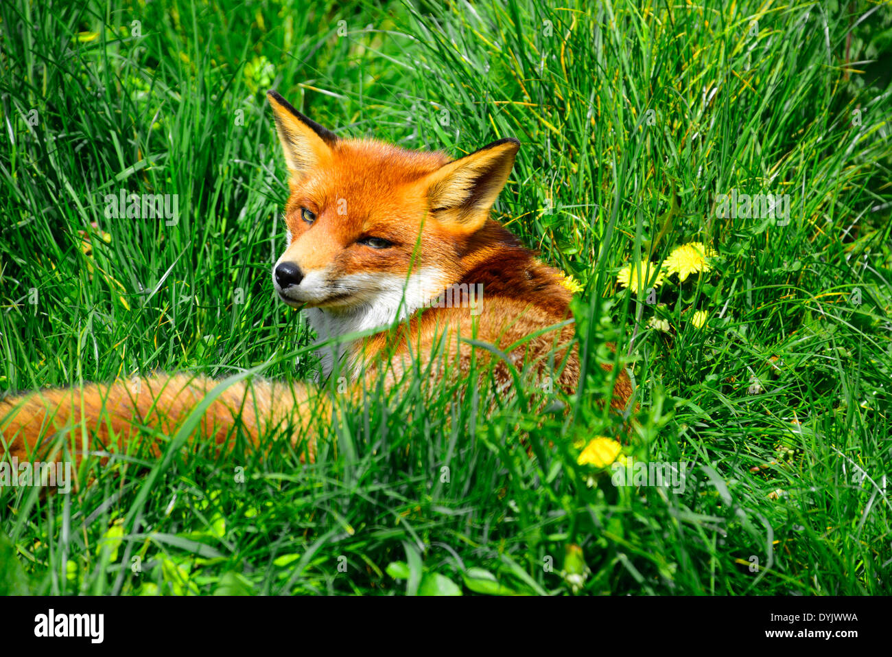 Mammalia animalia carnivora -Fotos und -Bildmaterial in hoher Auflösung ...
