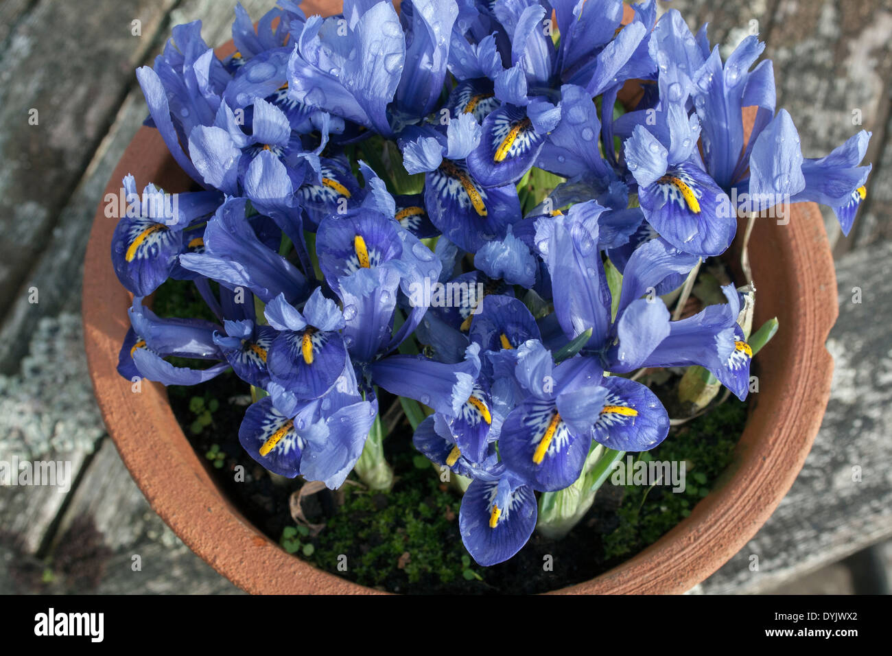 Iris Reticulata 'Harmony' in einem container Stockfotografie - Alamy